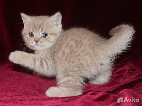 Кукла - лиловая пятнистая британочка