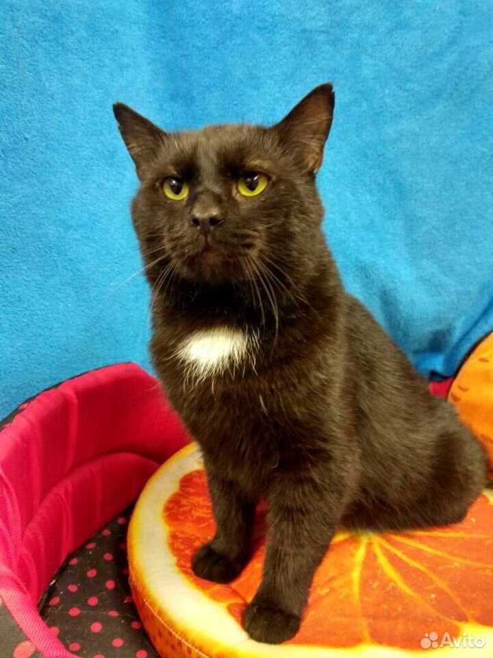 Ласковый молодой черный котик