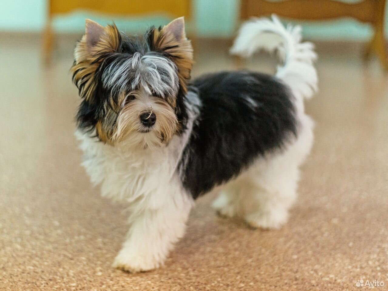 Щенки породы Бивер