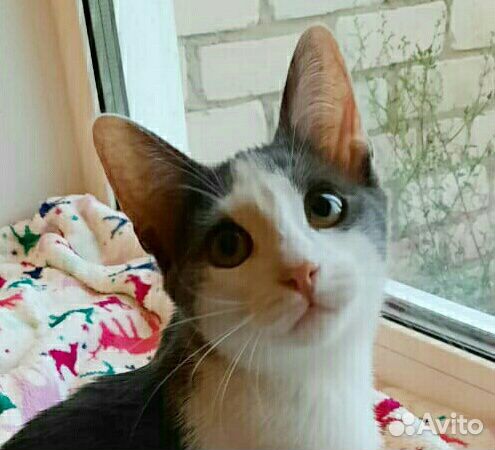 Очень ласковый котенок подросток, 5 месяцев