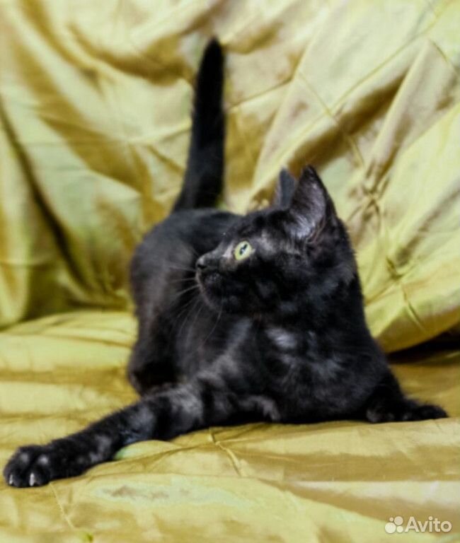 Котенок Юджи