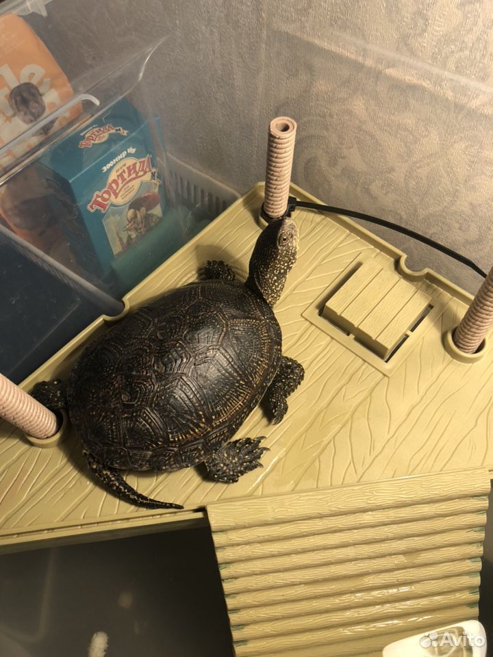 Водная Европейская черепаха