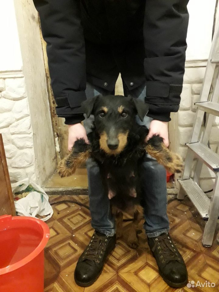 Щенки ягдтерьеров