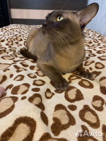 Бурманская