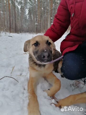Собака, Шурик,4 мес, привит