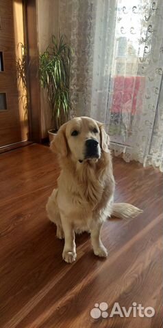 Вязка. Кобель. Ретривер