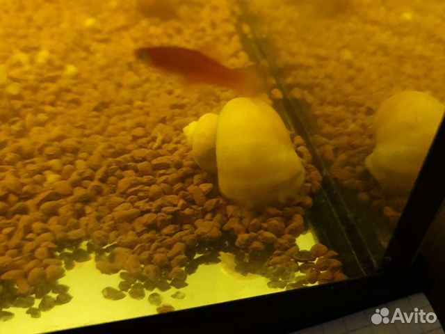 Рыба ампулярии улитки