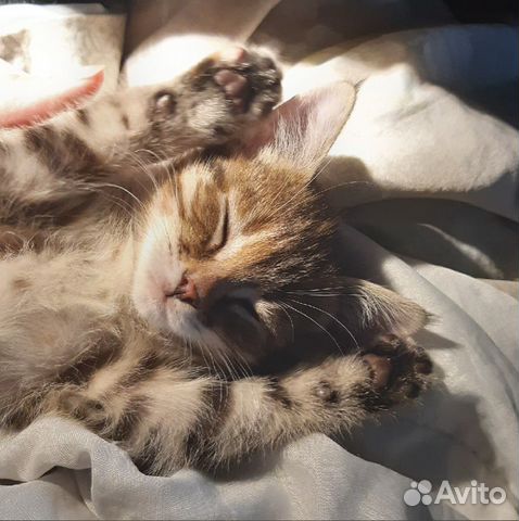 Котенок, наполовину британец