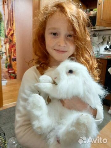 Декоративные кролики баран