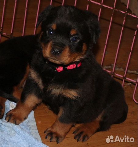 Ротвейлерята