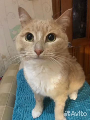 Кот
