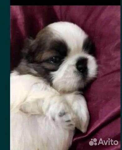 Лапусики ши-тцу