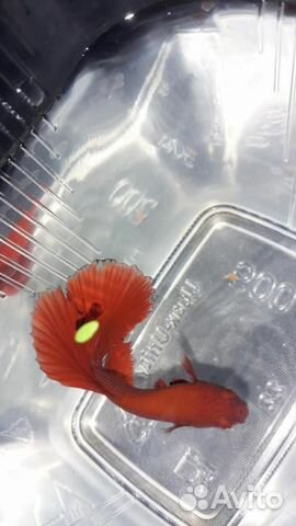 Петушок рыбка