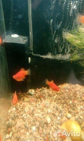 Аквариумные рыбки красные пицилии и золотые/жёлтые