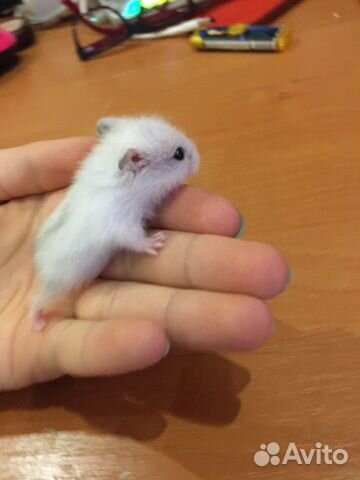 Джунгарский хомяк