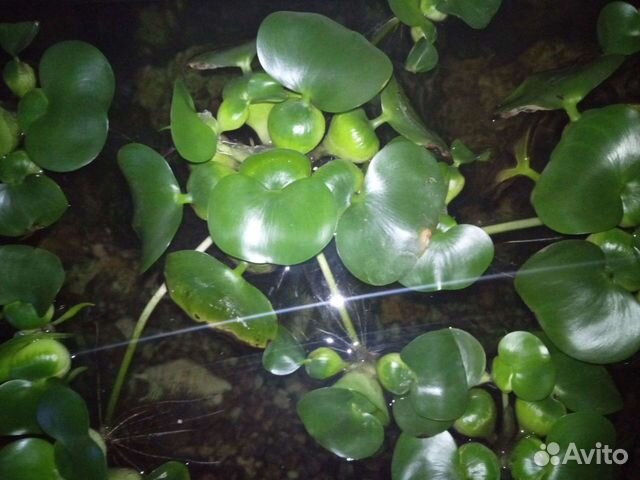 Гиацинт водный