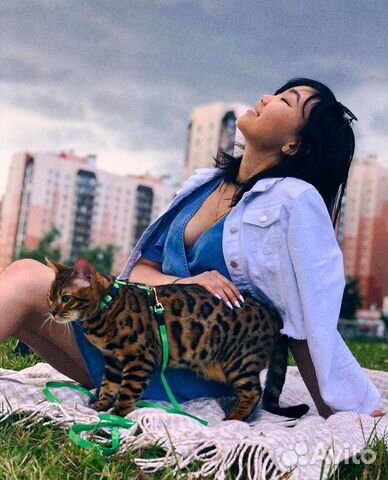 Бенгальские котята