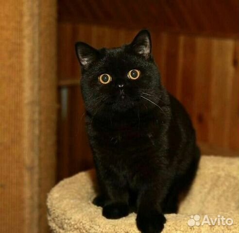 Британская кошка