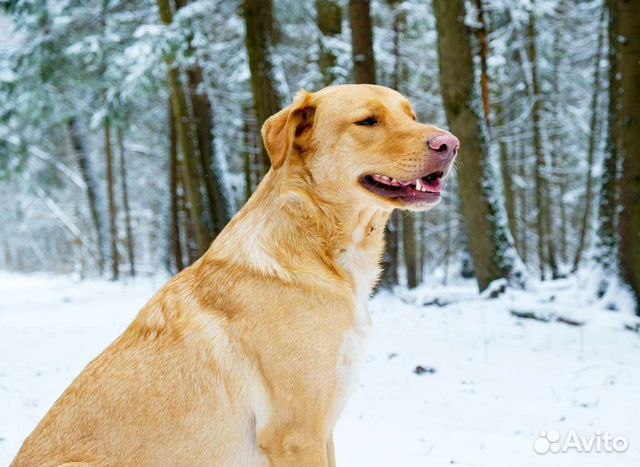 Мультяшный пёс ищет семью метис ретвилера