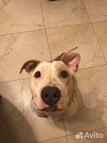 Ясмина ищет дом