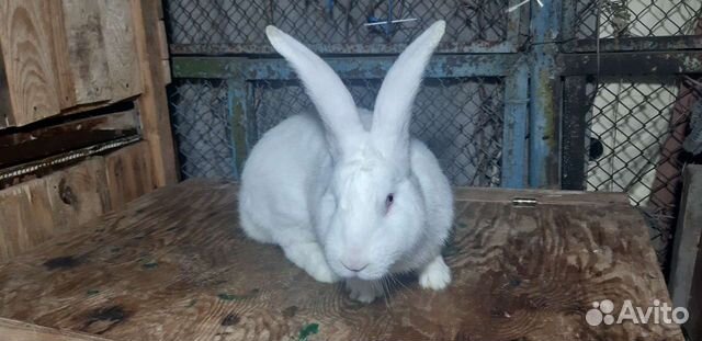 Кролик. самец белый великан