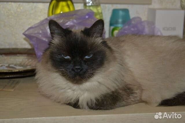 Нева. Аристократичная кошка в добрые руки