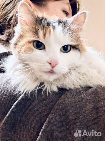 Умная Мусенька в добрые руки