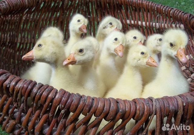 В продаже молодняк гусят Линда, Серая крупная и др
