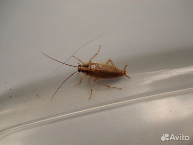 Домашние тараканы