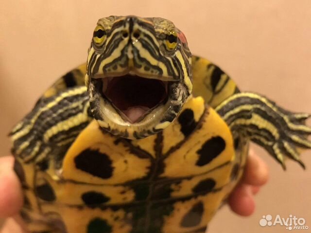 Взрослая красноухая черепаха (самец)