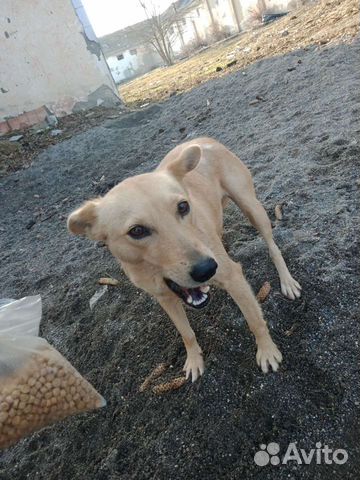 Собака в добрую семью