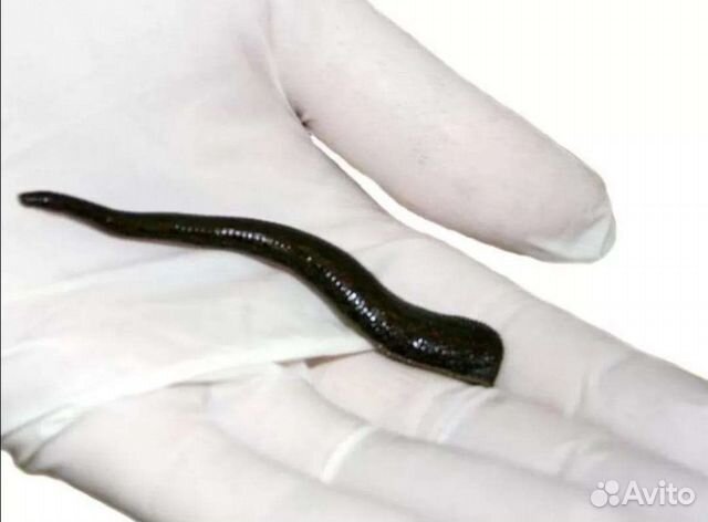 Пиявки медицинские