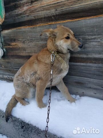 Щенок Симба ищет хозяина. Отдадим в хорошие руки