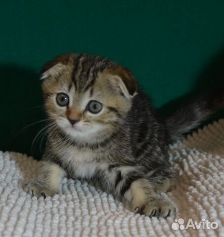 Черный мрамор, девочки