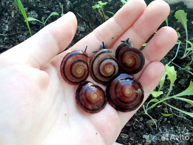 Караколусы Eloy