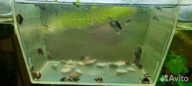 Улитка хелена