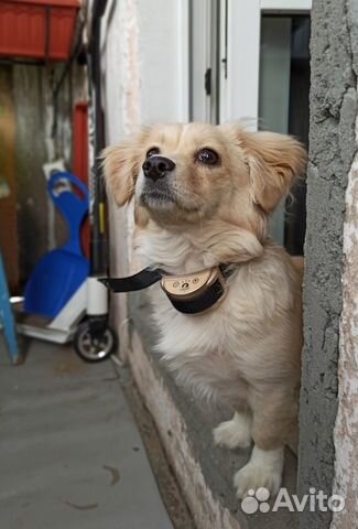 Отдам в хорошие руки собаку