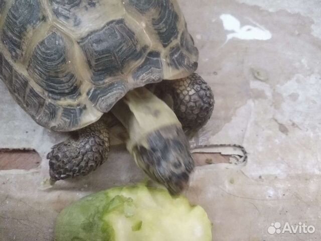 Черепаха сухопутная