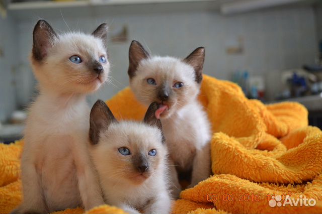 Тайское счастье