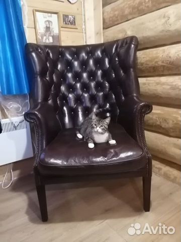 Кошки в добрые руки бесплатно