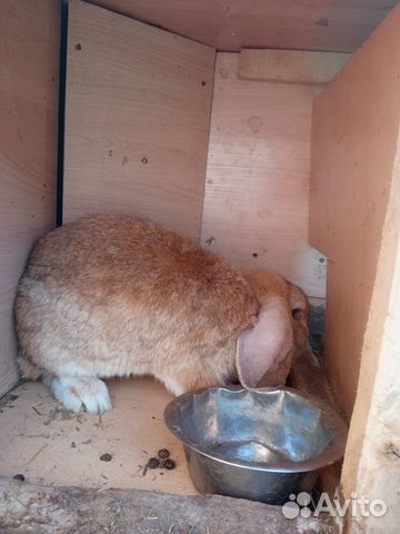 Кролики французский баран