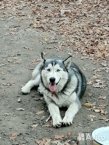 Отдадим только в ответственные руки