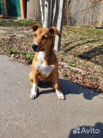 Щенок ищет дом