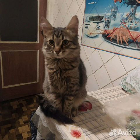 Домашнее животное кошка добрые руки