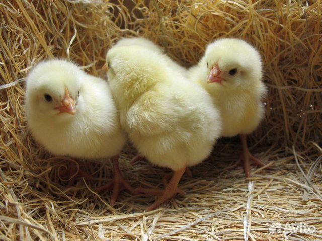 Цыплята бройлеры росс-308 суточные