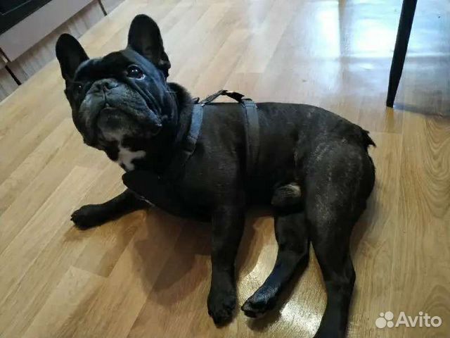 Французский бульдог