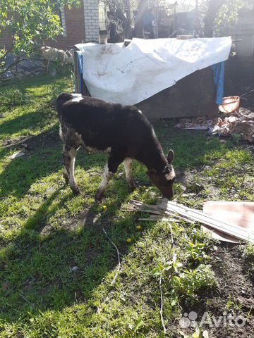 Коза нубийская