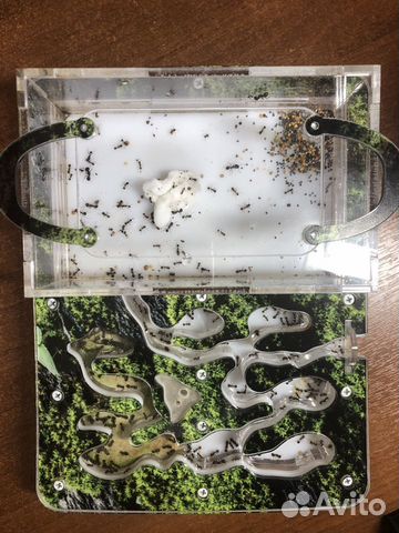 Муравьиная ферма с муравьями бу