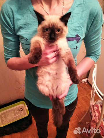 Кот в добрые руки