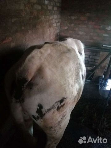 Быки живым весом